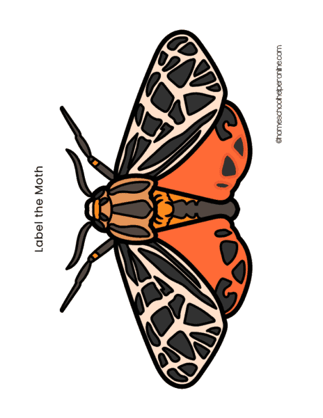 Butterfly and Moth Nature Study Journal Bundle for PreK-8th ...