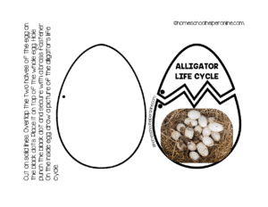 Alligator Lapbook - Homeschool Helper Online