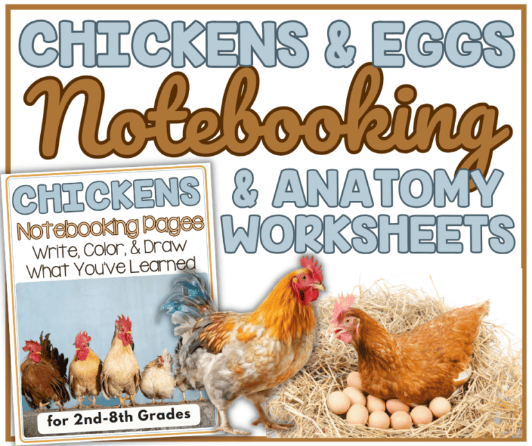 Chickens and Eggs Notebooking Pages and Anatomy Worksheets – Homeschool ...