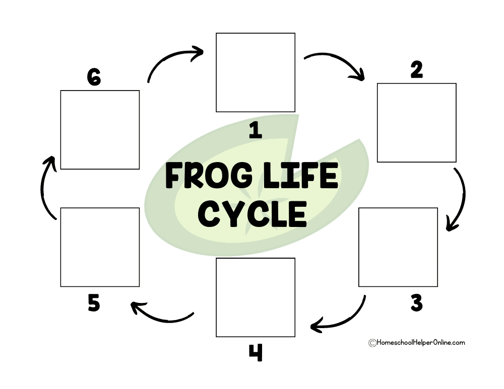 Frog Life Cycle Worksheets for Early Learners – Homeschool Helper Online