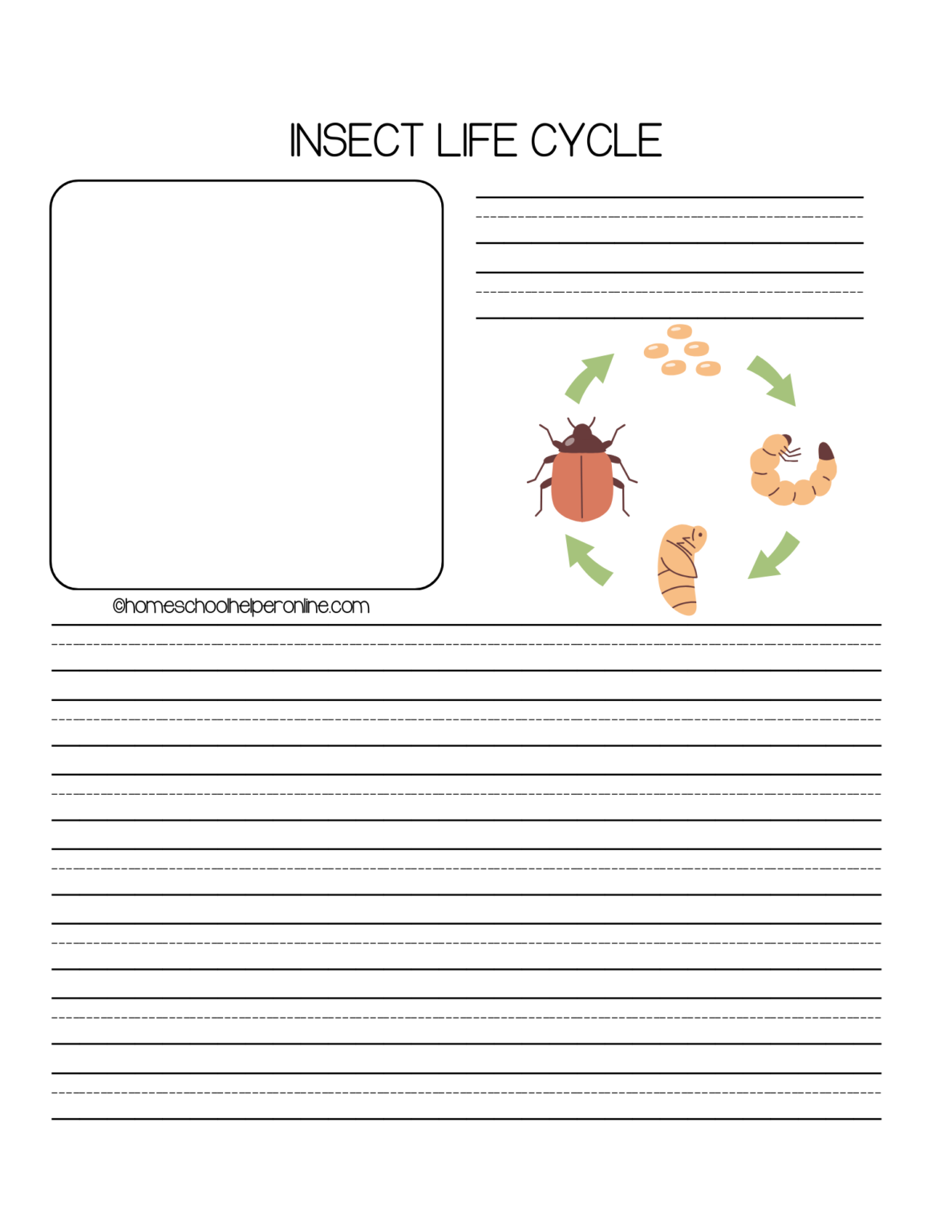 Insect Life Cycle Notebooking Page - Homeschool Helper Online