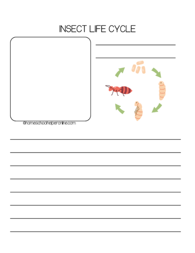 Insect Life Cycle Notebooking Page - Homeschool Helper Online