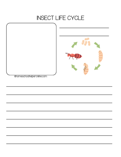Insect Life Cycle Notebooking Page - Homeschool Helper Online