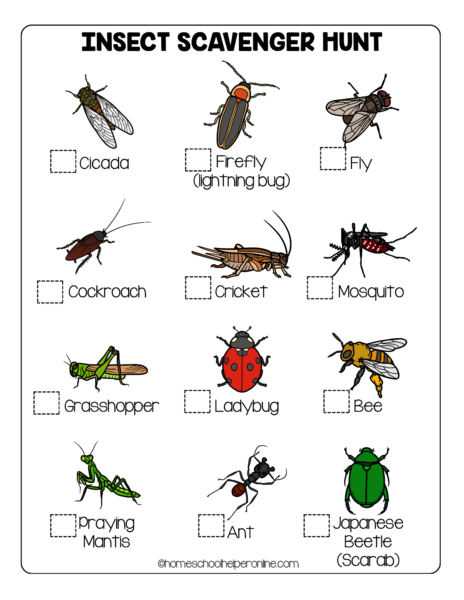 Insects Lapbook (Interactive Notebook) for Elementary Entomology ...