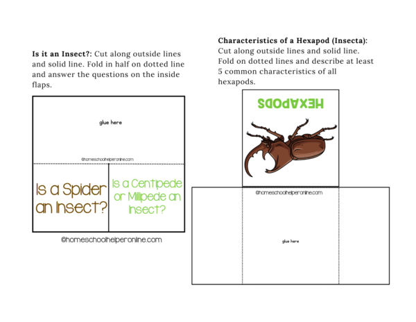 Insects Lapbook (Interactive Notebook) for Elementary Entomology ...