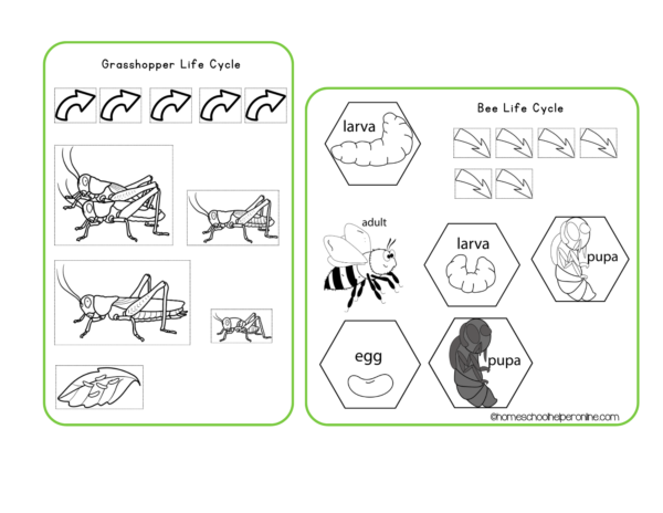 Insects Lapbook (Interactive Notebook) for Elementary Entomology ...
