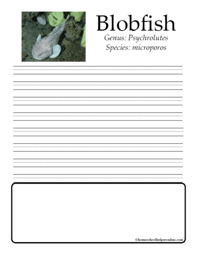 Blobfish Notebooking Pages for Elementary & Middle School Students ...