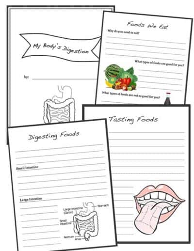 My Body's Digestion Notebooking Pack - Homeschool Helper Online