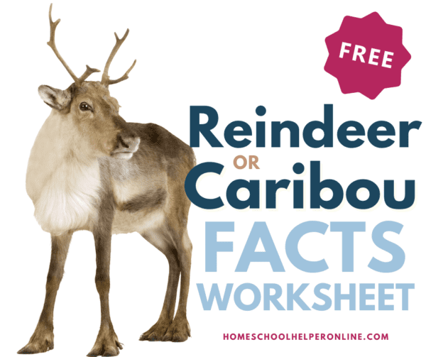 Real Caribou or Reindeer Notebooking Worksheet - Homeschool Helper Online