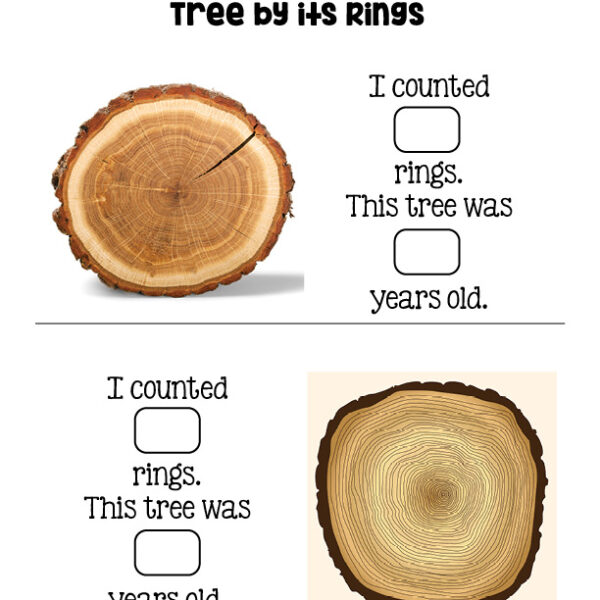 All About Trees Nature Study Journal Bundle for PreK-8th - Homeschool ...